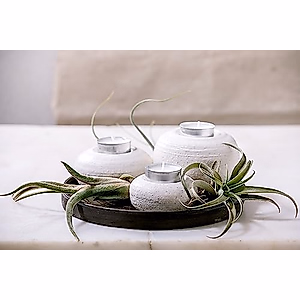 Tillandsia Air Plants Live Indoor Plants (6PK), Airplants Variety Live Plant Kit, Tropical Plants Live Houseplants, Air Plant Live Succulents Plants Live Plants Indoor House Plants by Plants for Pets