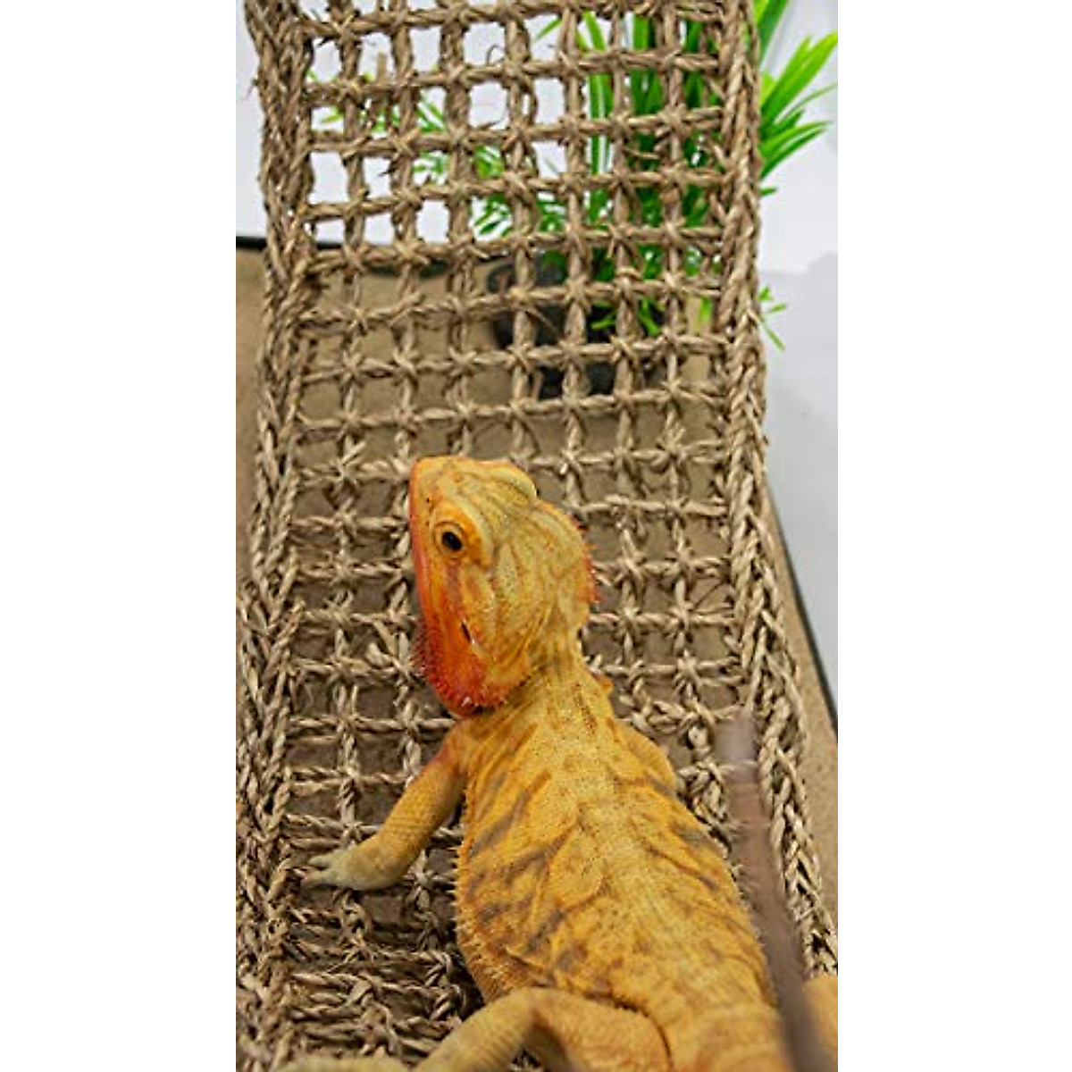 PENN-PLAX Reptology Lizard Lounger – 100% Natural Seagrass Fiber – Great for Bearded Dragons, Anoles, Geckos, and Other Reptiles – Extra Large