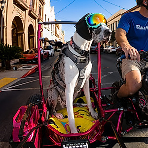 Rex Specs Ear Pro | Noise Cancelling No Flap Ear Wraps for Dogs | Dog Ear Muffs Noise Protection (03, Black)