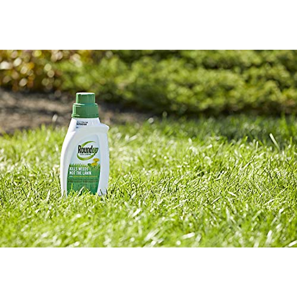 Roundup For Lawns2 Concentrate (Northern), 32 oz. - Lawn Safe Weed Killer for Northern Lawns, Kills Crabgrass, Dandelion, Clover and Yellow Nutsedge - Kills Weeds, Not the Lawn