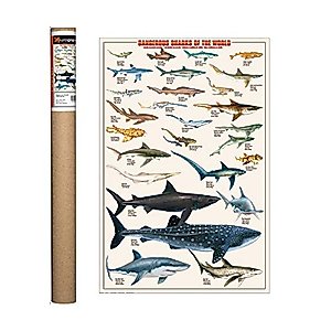 EuroGraphics Dangerous Sharks Poster, 36 x 24 in