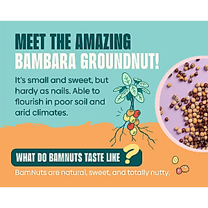 BamNut Milk Barista 2 Pack | 2.5x More Protein than Oat & Almond Milk | Extra Creamy, Gluten-Free, Prebiotic Fiber, Plant-Based | 33.8 Fl Oz – by WhatIF Foods