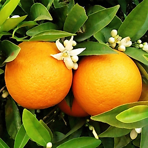YEGAOL Garden 30Pcs Dwarf Washington Navel Orange Tree Seeds Non-GMO Fragrant Sweet Juicy Fruit Seeds Container Home Garden
