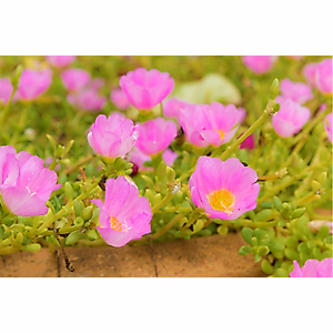 2000+ Moss Rose Seeds for Planting Outdoor Rare Purslane Seeds Succulent Ground Cover Plant Portulaca Oleracea Seeds