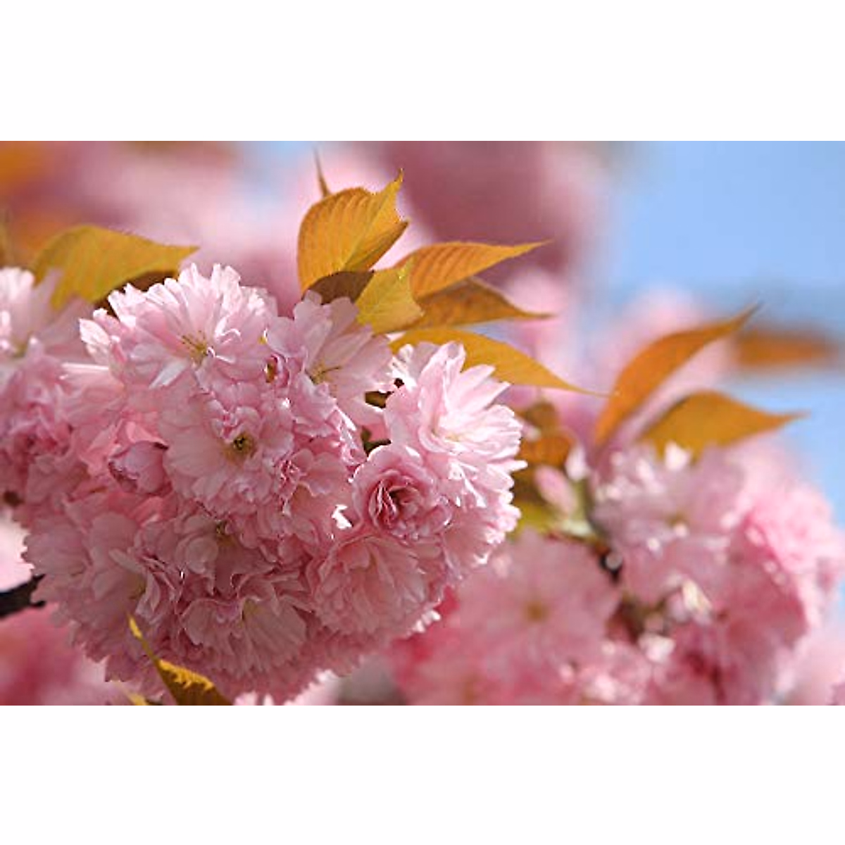 hua xian zi Bonsai Tree Japanese Sakura Seeds. Rare Japanese Cherry Blossoms Flowers Seeds in Bonsai,Pink Prunus Serrulata 30 Seeds