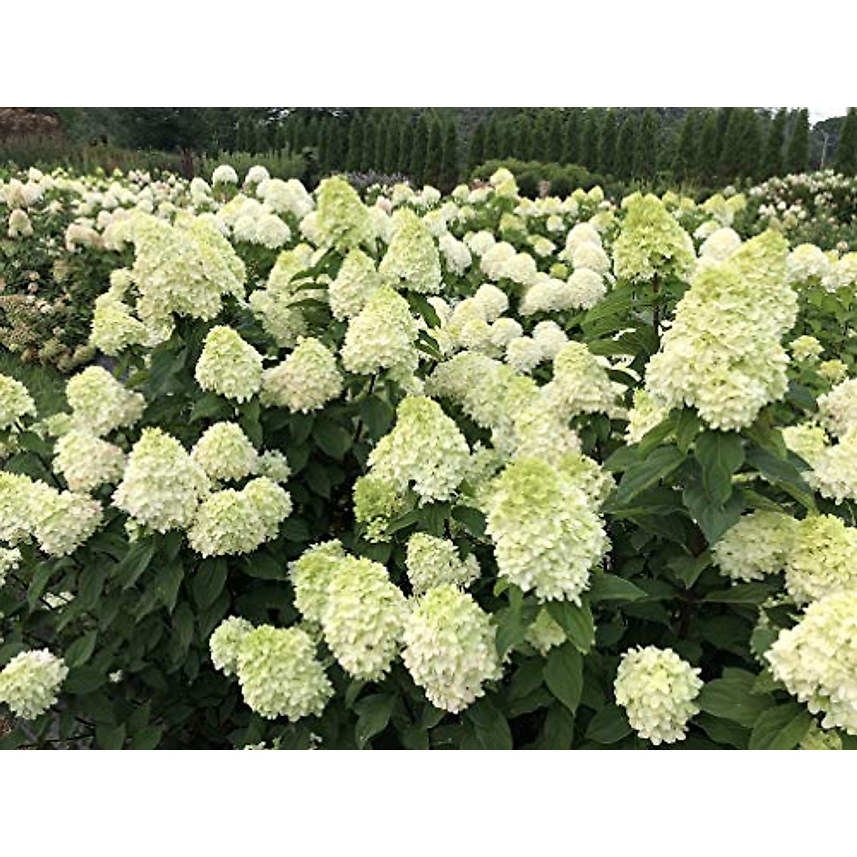 1 Gallon Limelight Prime Panicle Hydrangea (Paniculata) Live Plant, Green and Pink Flowers