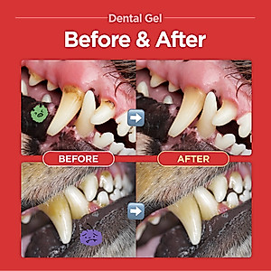 JAYU PET Dental Gel - Dog Cat Toothpaste, Removing Plaque and Tartar, Teeth Cleaning & Breath Freshener, Puppy Kitten Dental Care with Vet Approved (2.82oz. 80g)