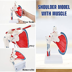 HINGONS Shoulder Joint Model with Muscle, Life Size Human Anatomical Shoulder Ligament Model for Patient Science Education and Anatomy Research (Includes a Base)