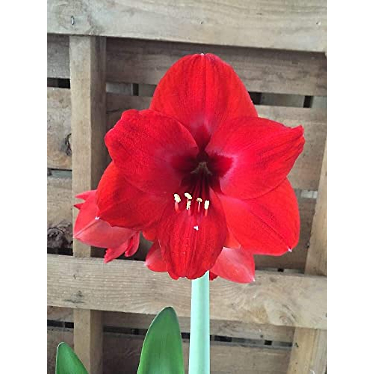 Red Lion Amaryllis Kit - Great Gift - Large Bulb, Pot and Potting Medium