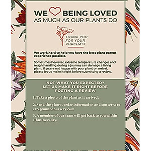 United Nursery Ponytail Palm Bush Beaucarnea Recurvata Easy Care Bonsai Plant Live Indoor Outdoor House Plant Ships in 6 Inch Grower Pot at 14 to 16 Inches Tall (Gray Decor Pot)