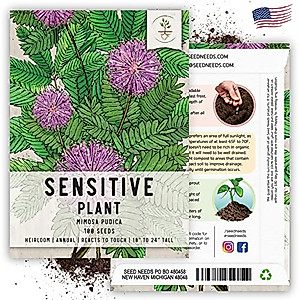 Seed Needs, Sensitive Plant Seeds for Planting (Mimosa pudica) Heirloom & Open Pollinated - Leaves React to Touch! (2 Pack)