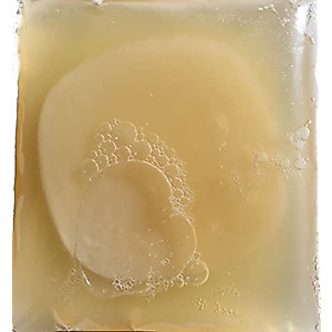 Scoby Kombucha FBA_LEPAZC5747 1 X Organic Kombucha Scoby-Live Culture