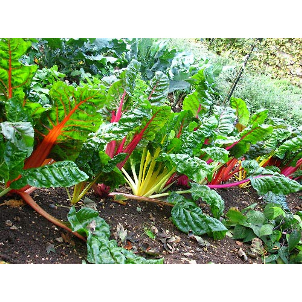 Rainbow Swiss Chard Seeds, 300+ Heirloom Seeds Per Packet, (Isla's Garden Seeds), Non GMO Seeds, Botanical Name: Beta vulgaris subsp. cicla