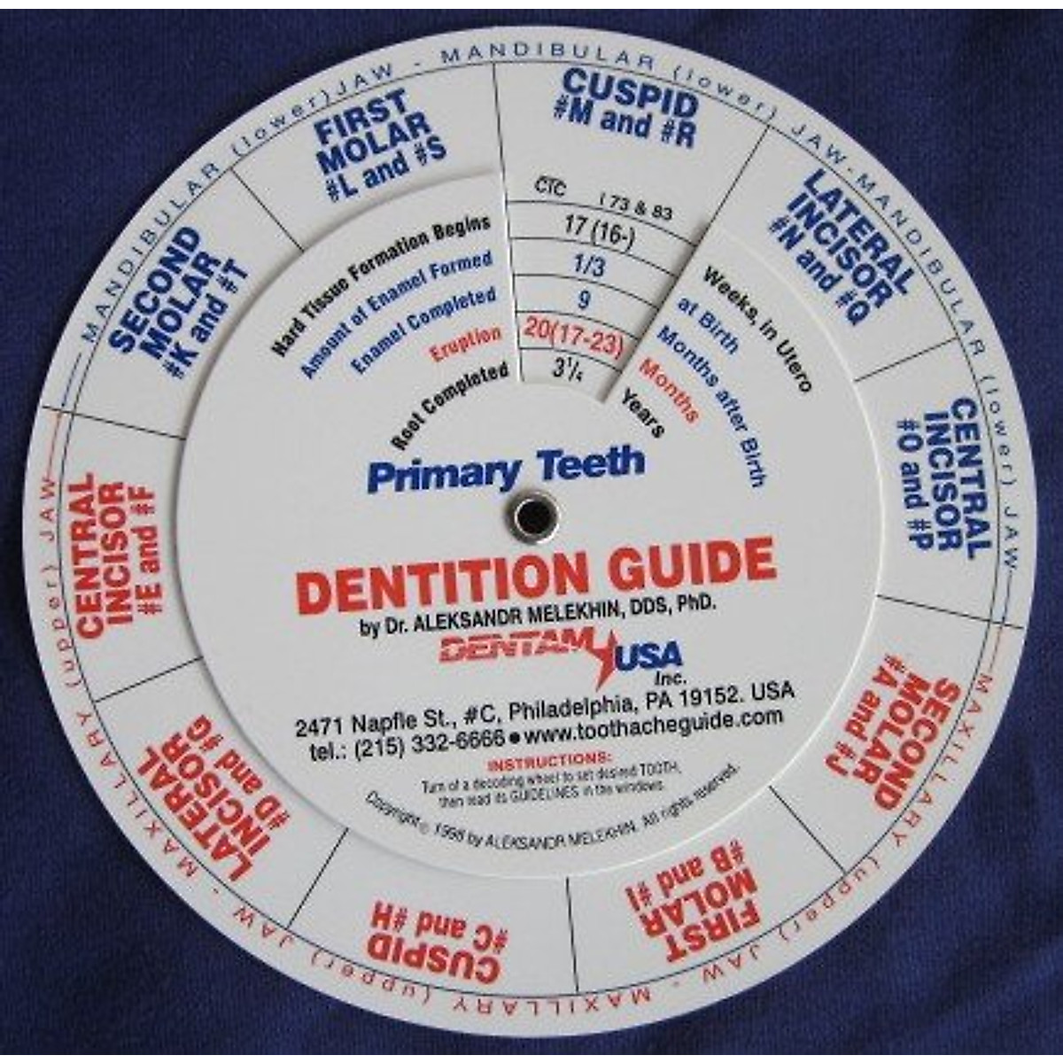 5 Dentition (Tooth Eruption) Guides/Practitioner and Dental Student Exam Study