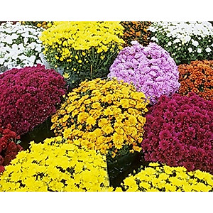 DICHMAG 300+ Chrysanthemum Heirloom Rare Ground Cover Seeds for Planting - Non-GMO Rare Dwarf Cover Landscape Flower Seeds Mixed Color Yellow