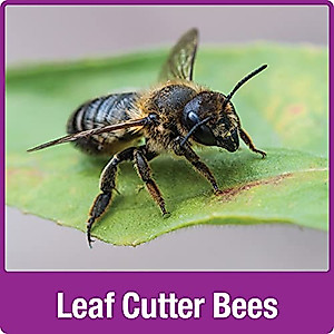 Nature's Way Bird Products PWH1-B Purple Bee House