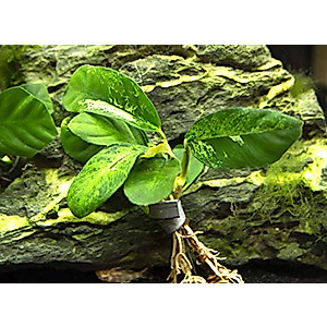 Live Aquarium Plants, Anubias Coffeefolia, Anubias Aquarium Plant, Aquarium Plants Live Fish Tank Decorations, Live Fish Freshwater Aquarium Plants, Terrarium Live Plants, Water Plants By Aquatic Arts