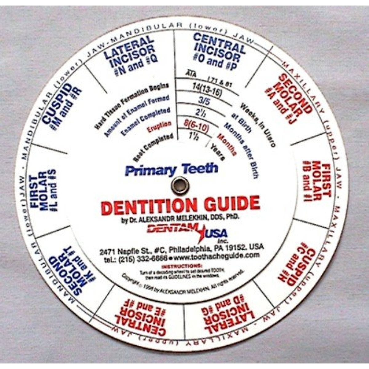 5 Dentition (Tooth Eruption) Guides/Practitioner and Dental Student Exam Study