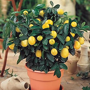 CHUXAY GARDEN 10 Seeds Citrus Limon 'Meyer',Dwarf Lemon,Valley Lemon,Meyers Lemon Hybridize Sweet Fruit Gardening Gifts Non-GMO Green Organic Low-Maintenance