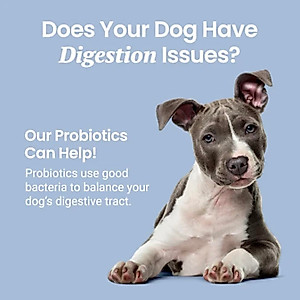 Holistapet Wellness Soft Chews, Probiotic for Dogs, Supports Overall Health, Sweet Potato and Pumpkin Blend, All Natural Ingredients (30 Count, Original)