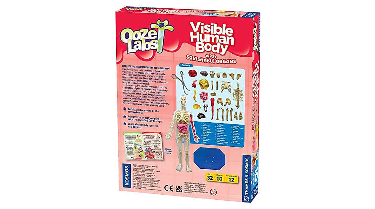 Explore the Human Body with Ooze Labs Model