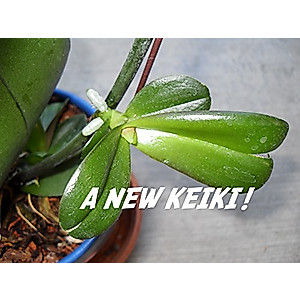 Keiki Power Pro Orchid Plant Cloning Paste