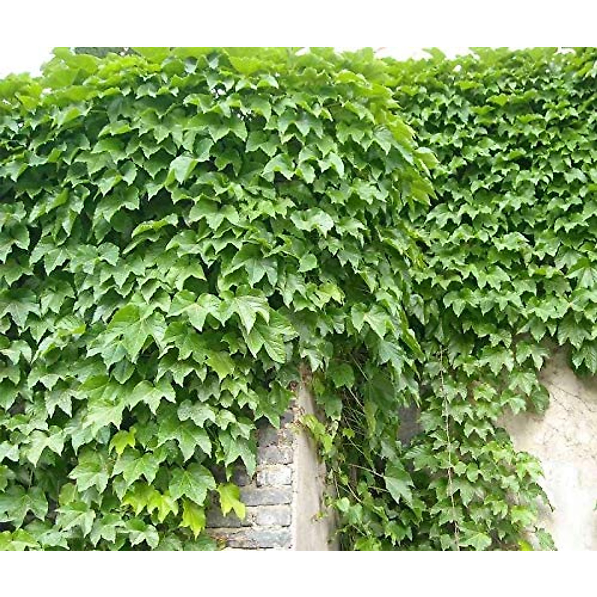 100+ Ivy Vine Liana Seeds Green Vines Climbing Beautiful Ground-Creeping Plants Bonsai Home
