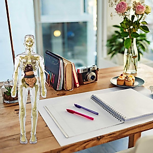 Bylesary 3D Human Body Torso Model for Kid Anatomy Model Skeleton and Heart Models Removable Assembly Organs Parts, Medical Anatomical Internal Organ Teaching Study Tools