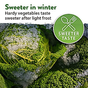 12 Winter Vegetable Seeds - Heirloom, Non-GMO Fall & Winter Vegetable Seeds for Planting Home Garden: Bean, Beet, Broccoli, Cabbage, Carrot, Cauliflower, Kale, Parsnip, Squash, Chard & More