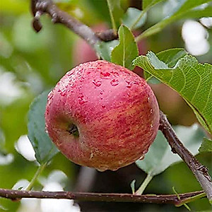QAUZUY GARDEN 10 Dwarf Apple Seeds (Malus domestica) - Miniature Gala Apple Tree - Organic Apple Fruit Tree Seeds - Fruits Survival Gear Food Seeds