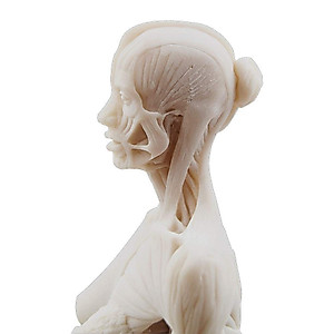 Alkita Female Resin Human Body Musculoskeletal Anatomical Model 11 inch