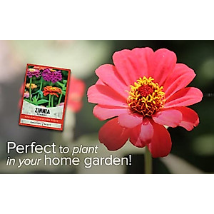 Zinnia Seeds for Planting Outdoors (Pompon) Flower Seed Packet Annual Flower Heirloom, Non-GMO Variety- 800mg Seeds Great for Summer Seeds for Flower Gardens by Gardeners Basics
