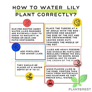 Planterest - Nymphaea King Blue Hardy Water Lily Rhizome Live Aquarium Plant BUY2GET1FREE …