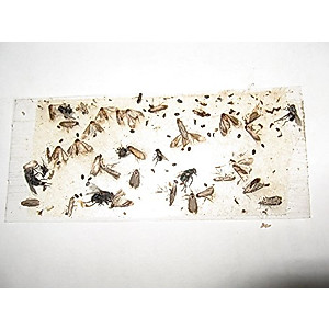 70 pk All Insect/Fly Traps/Sticky Strips/Glue Boards. Trap Flies, Bees, Wasps, Asian Beetles, etc.