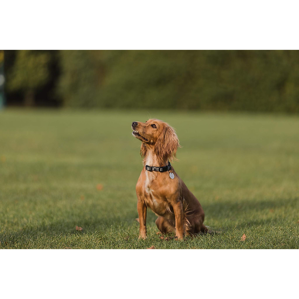 Embark Adventure Dog Collar with Soft Padded Neck, Matching Set with The Adventure Leash and Harness, Pet Collars for Dogs & Most Breeds - Dog Collar for Small Dogs (Small Dog Collars, Black)