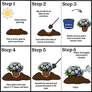 Endless Summer Original Hydrangea, 1 Gal, Blue