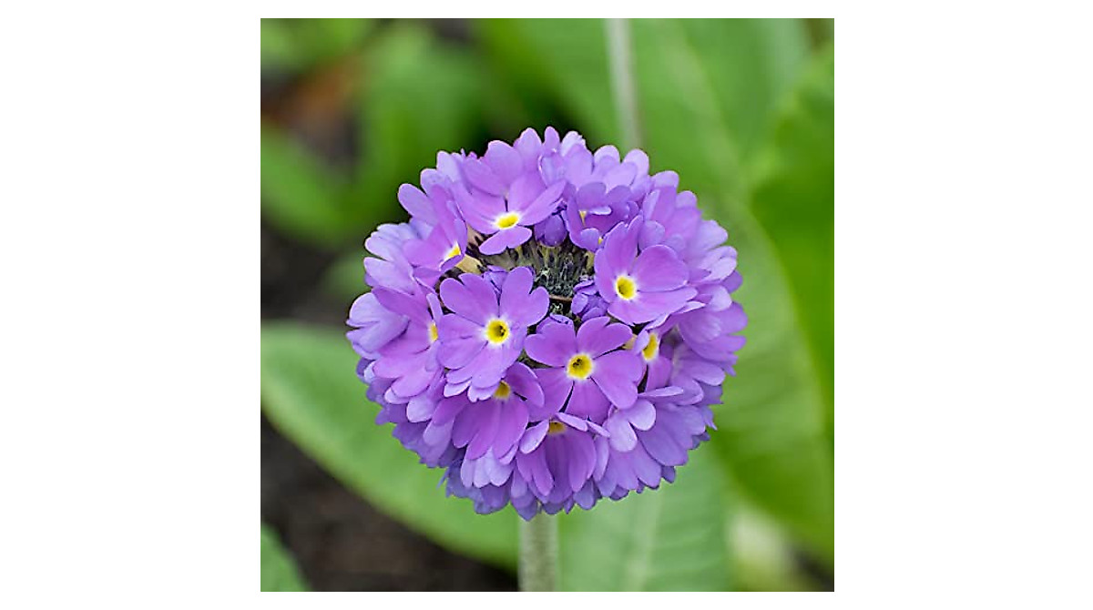 Vibrant Primula Seeds for Gardens & Indoors | YEGAOL Garden 50Pcs