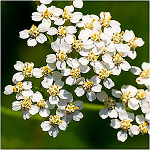 Seed Needs, Large 2.1 Ounce Package of 30,000+ All Perennial Wildflower Seed Mixture for Planting (99% Pure Live Seed Butterfly Attracting - NO Filler) 16 Species Varieties Perennial - Bulk