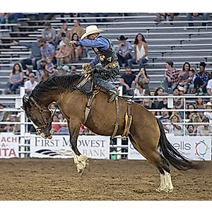 DOUBLE ACTION (Cooling and Warming Effect) Liniment Gel for Sore Muscles and Joints made with Camphor and Menthol for Horses. Effective Post Workout Recovery and Pre-Workout Leg and Spinal Care Rub