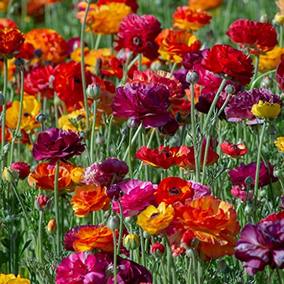 Ranunculus Bulbs - Passion Mix - 100 Bulbs - Mixed Flower Bulbs, Corm Attracts Bees, Attracts Pollinators, Easy to Grow & Maintain, Fragrant, Container Garden