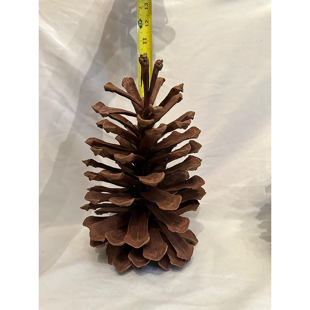 18-Pack Extra-Large (5 to 7 inch) Long Leaf Pine Cones for Decorating Home, Tables, Vase Fillers, Corporate Events, Crafts, Birdfeeders, Natural Pine Cone Holiday Ornaments. (unscented)