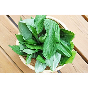 2000+ Seeds Egyptian Spinach, Jute Plant, Corchorus Olitorius Molokhia, Ewedu, Jute, Saluyot Seeds, Rau Đay Xanh, green