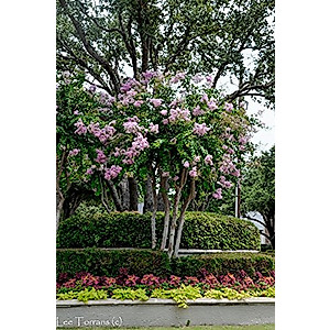 4 Pack Muskogee (Lavender) Crape Myrtle Trees - 4 Live Plants - Quart Containers