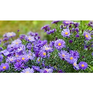 Smooth Blue Aster Seeds Wildflower Garden 100 Seeds