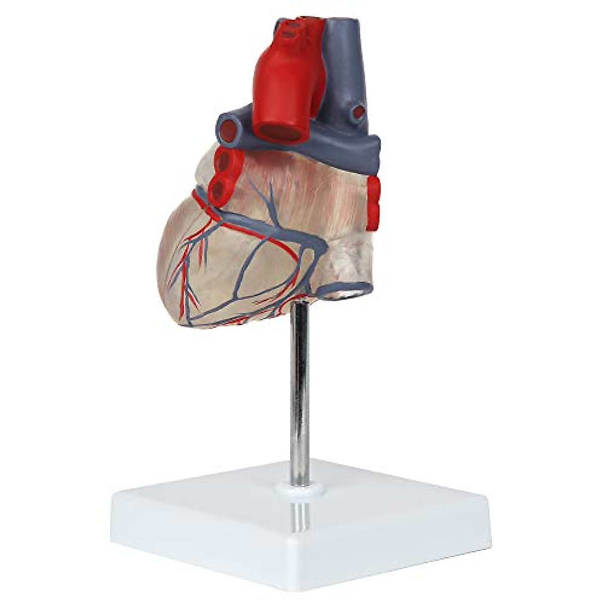 Axis Scientific Heart Model, Transparent 2-Part Deluxe Life Size Human Heart Replica, Held Together with Magnets, Includes Mounted Display Base,