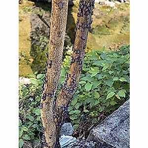Spotted Lanternfly Tree Trap, Catch Lanternfly Without Catching Other Wildlife, Natural and Non Toxic - Made in USA