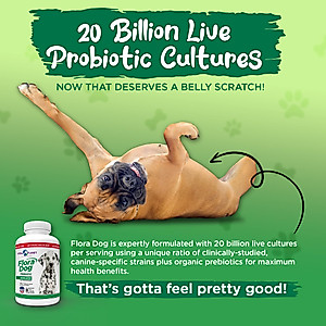 Vital Planet - Flora Dog Probiotic Chewable Tablets Supplement with 20 Billion Cultures and 10 Strains, High Potency Immune and Digestive Support Probiotics for Dogs, 60 Beef Flavored Chewable Tablets