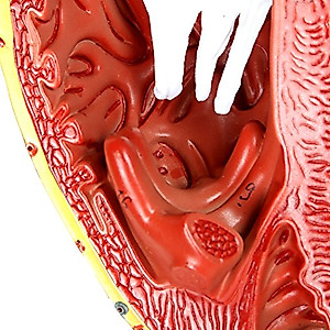 Axis Scientific Enlarged Human Heart Model, 3x Life-Size, Anatomically Accurate 3-Part Numbered Anatomical Heart Illustrates 34 Internal Structures, Magnetically Connected, Includes Product Manual