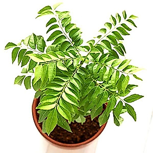 Curry Leaf Plant - Live Plant (Murraya Koenigii), 6 Inches