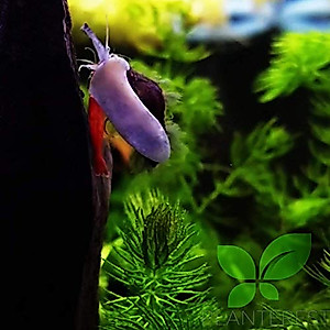 Planterest | Hornwort Ceratophyllum Demersum Live Aquarium Plant Easy for Beginner Tropical Pond Aquatic Plants Decoration - BUY2GET1FREE -